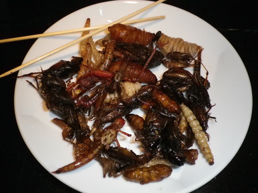 Edible Insects – The Food of the Future?
