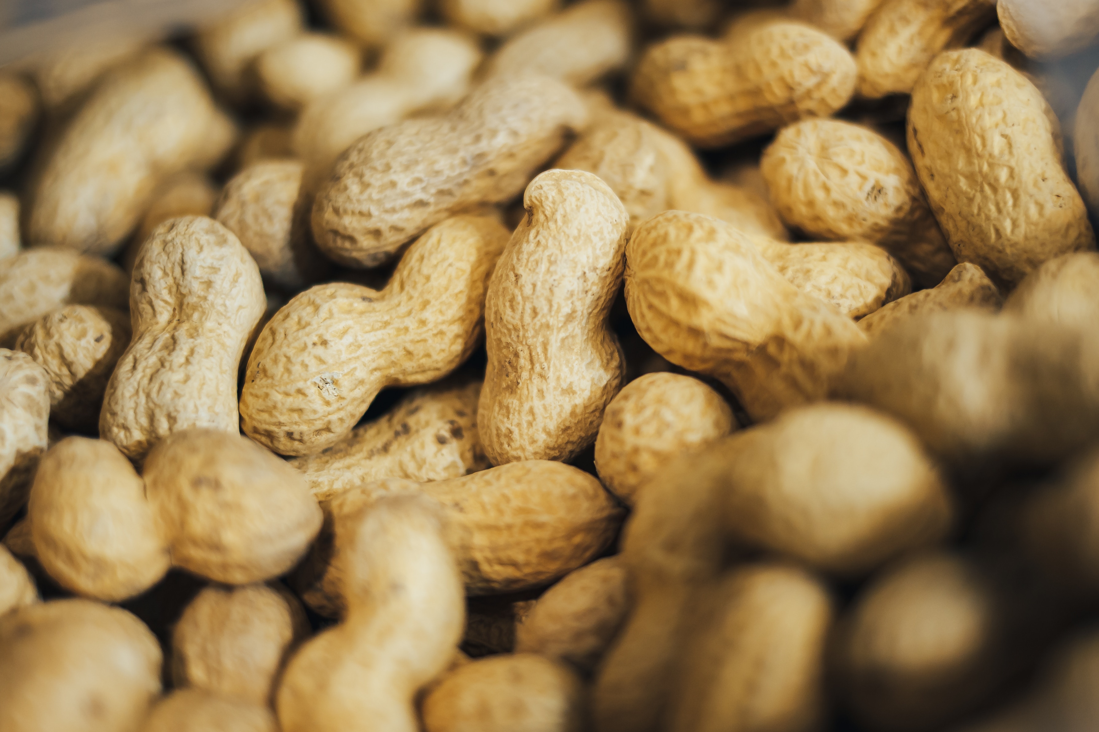 Aflatoxins In Food Overview Meaning And Scientific Definitions aflatoxins-in-food-overview-meaning-and-scientific-definitions